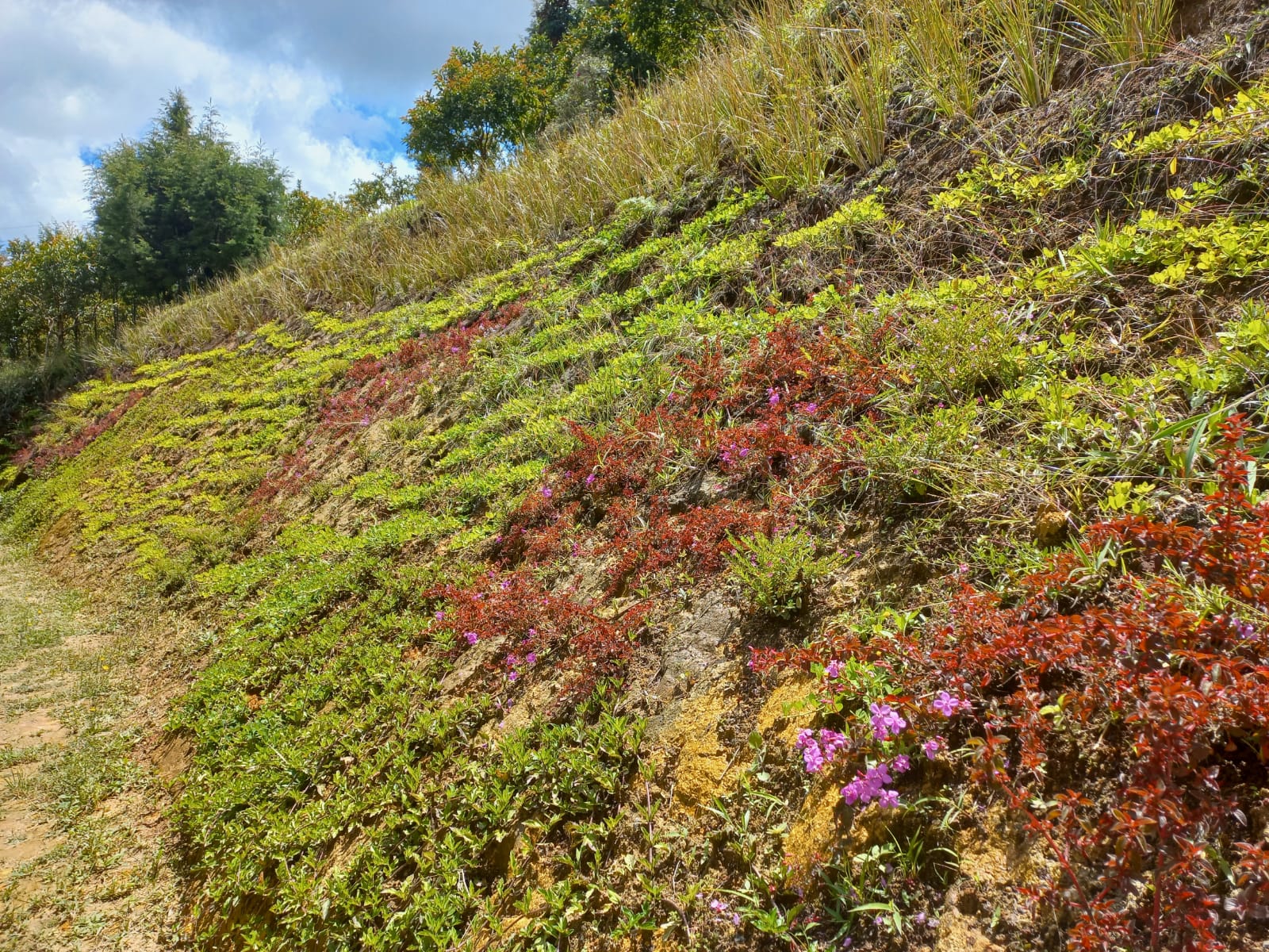 Servicios – Terraflora